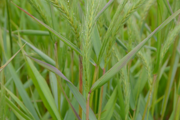 Riverbank Wild Rye | MSD